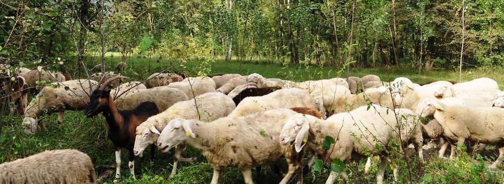 il tipo di pascolo · CPMA